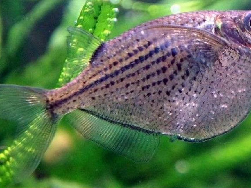 Клинобрюшка серебряная (Gasteropelecus sternicla)