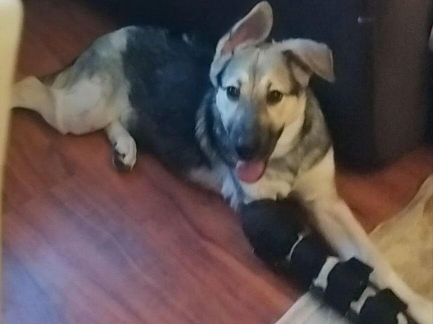 Милаша ищет дом