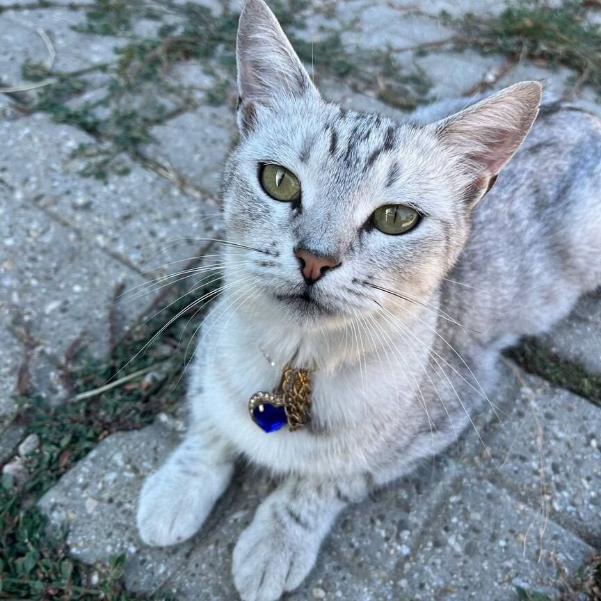 Котенок