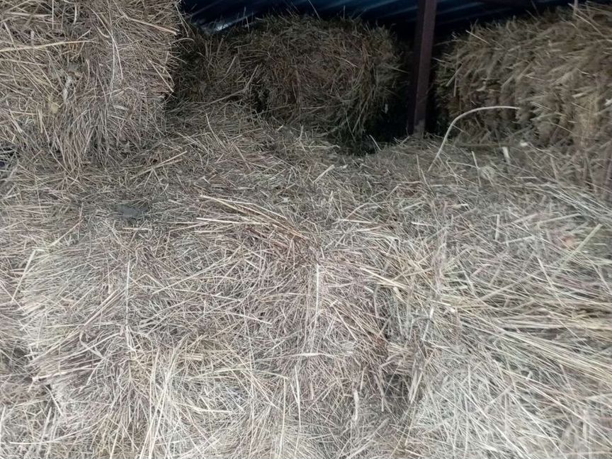 Сено на подстилку