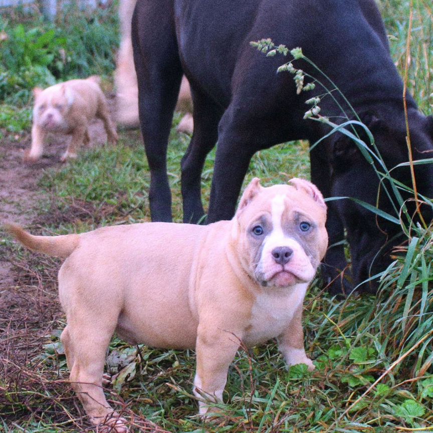 Щенки американский булли