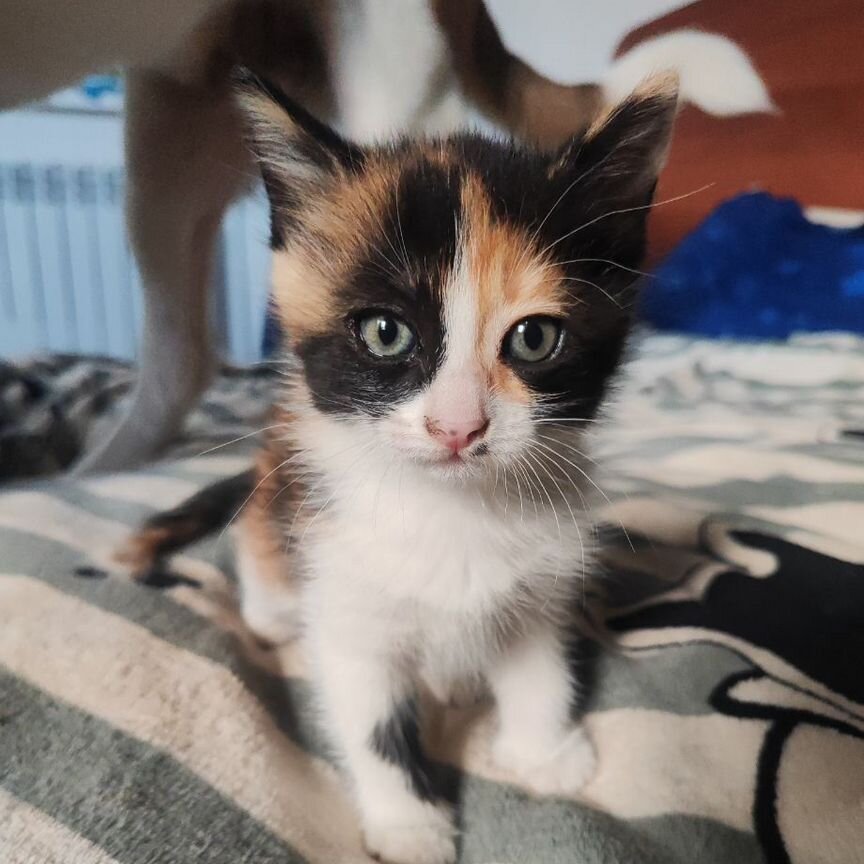 Котята в добрые руки бесплатно