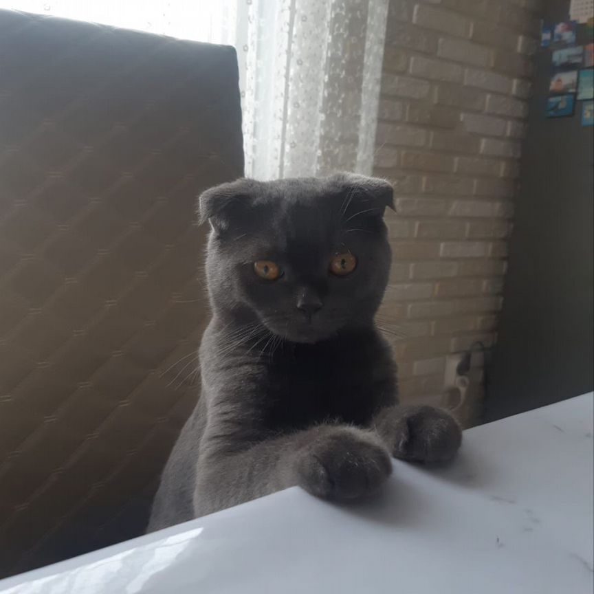 Вязка британских кошек