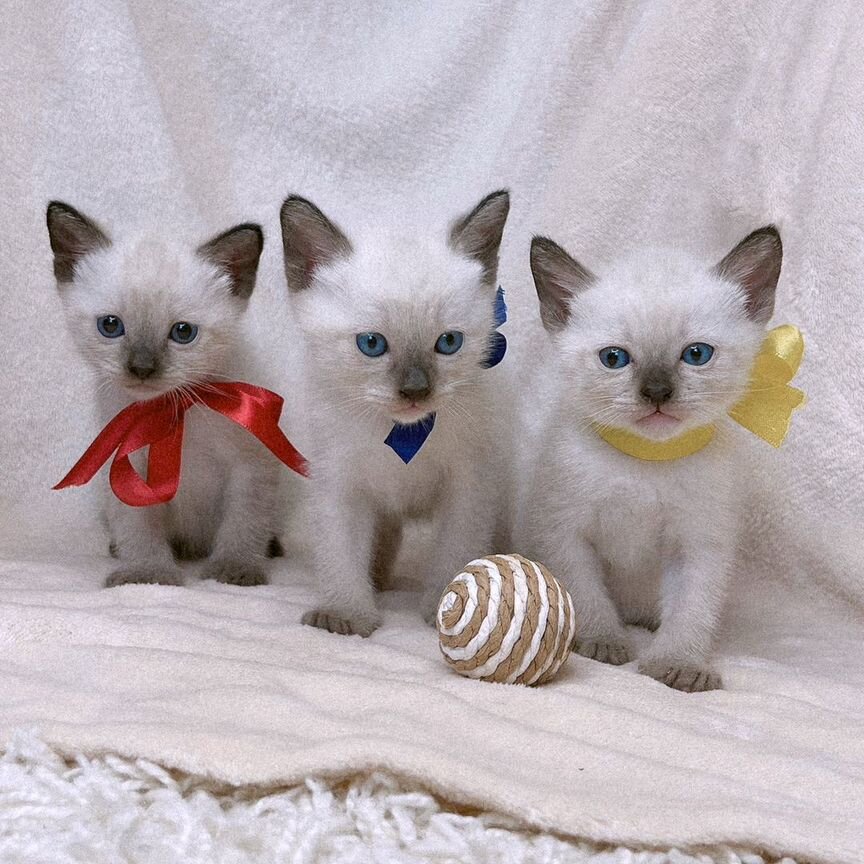 Котята