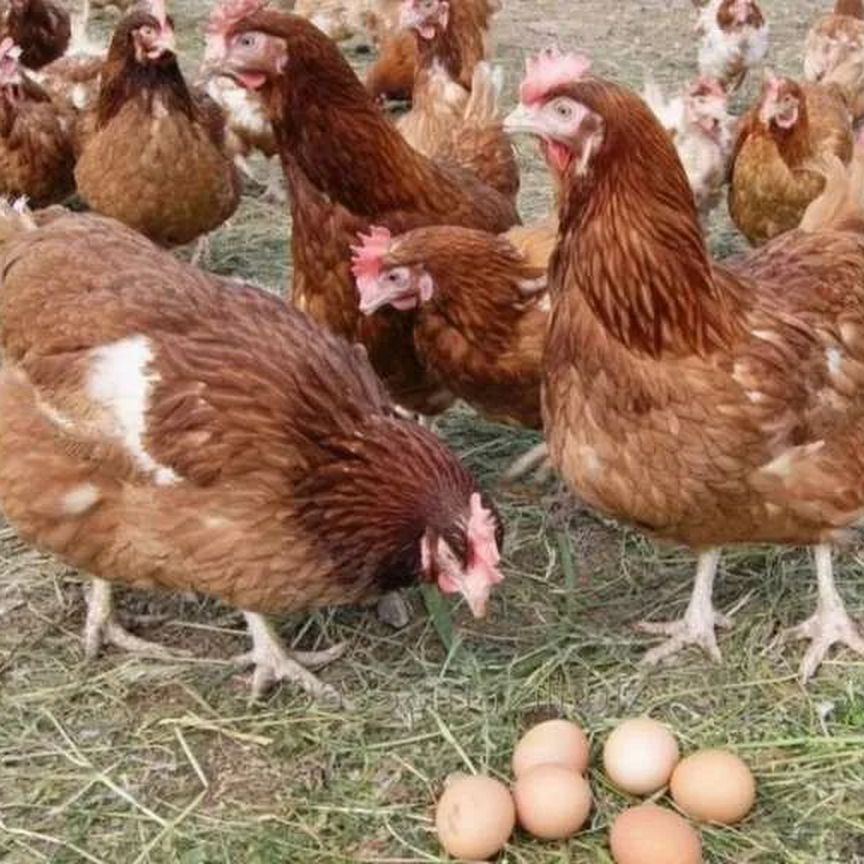 Хорошие несушки красные