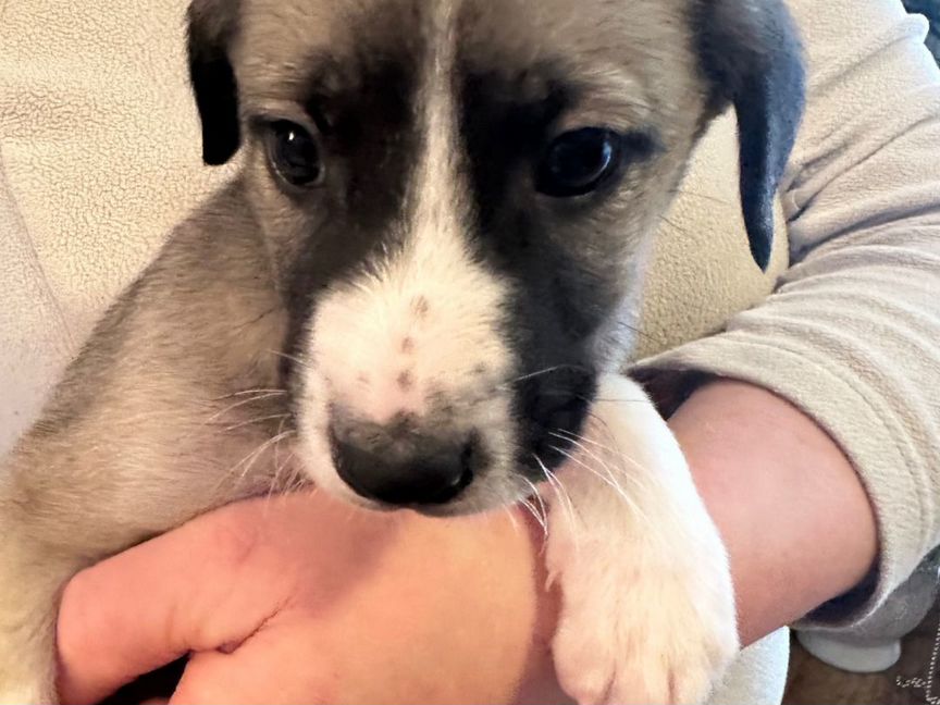 Милый щенок. мальчик