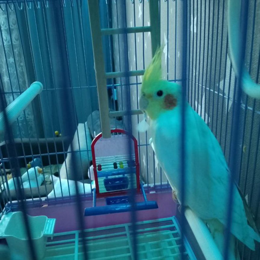 Попугай корелла с клеткой