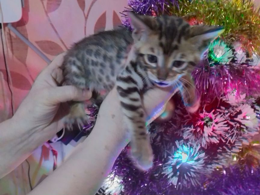 Бенгальские мальчики