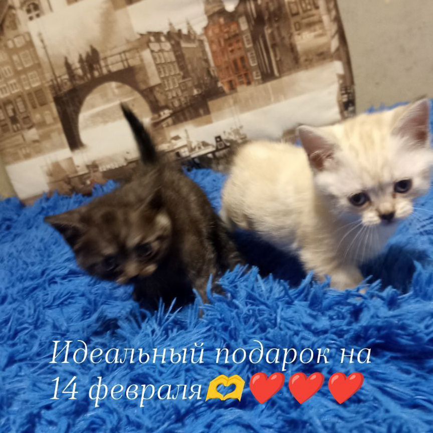 Отдам котят от веслоухой кошки