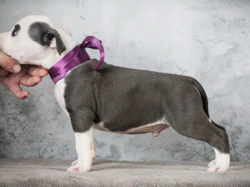 Стаффордширский терьер мальчик РКФ