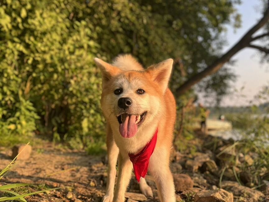 Отдам в добрые руки