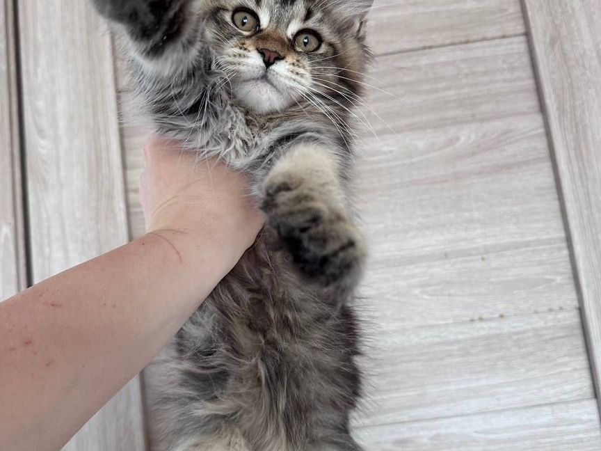 Огромные Котята мейн-кун