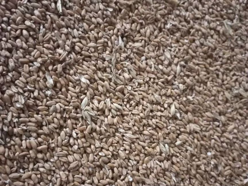 Ячмень яровой, Ячмень озимый на корм/посев