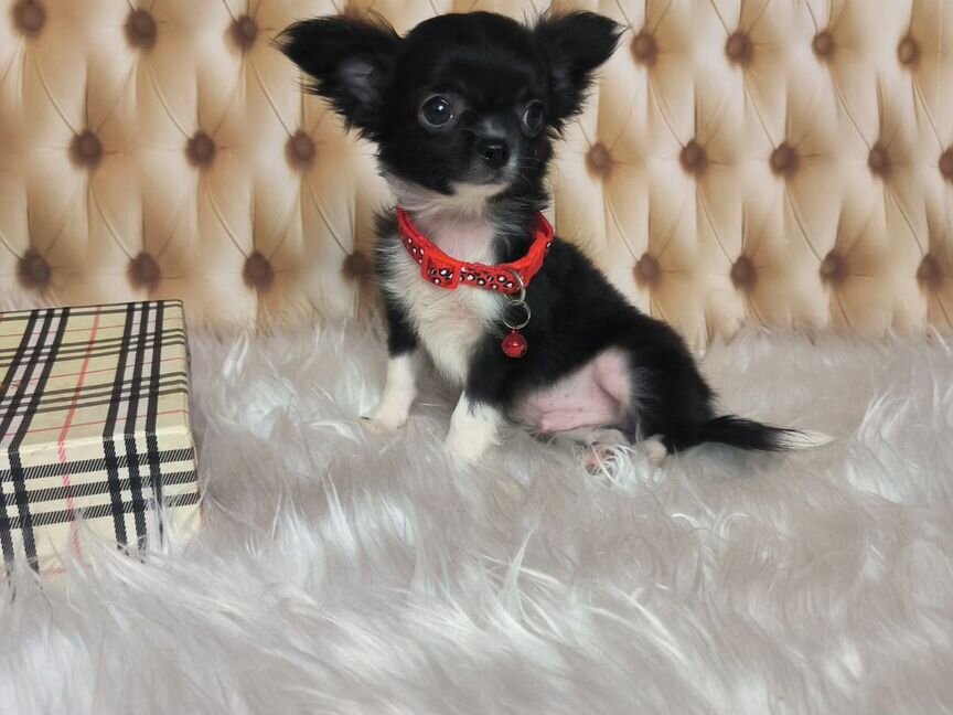 Чихуахуа мальчик Уголёк