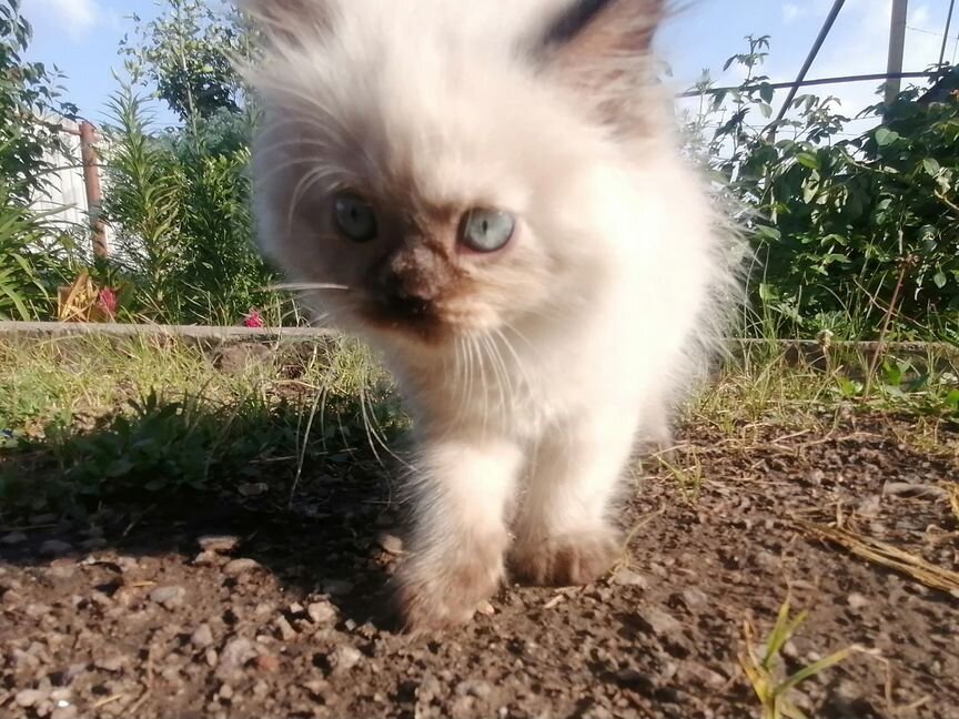 Отдам в добрые руки