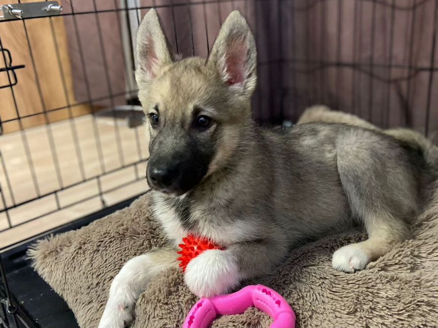 Щенок 3,5 месяца волчонок