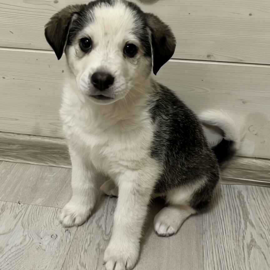 Щенок от частного владельца