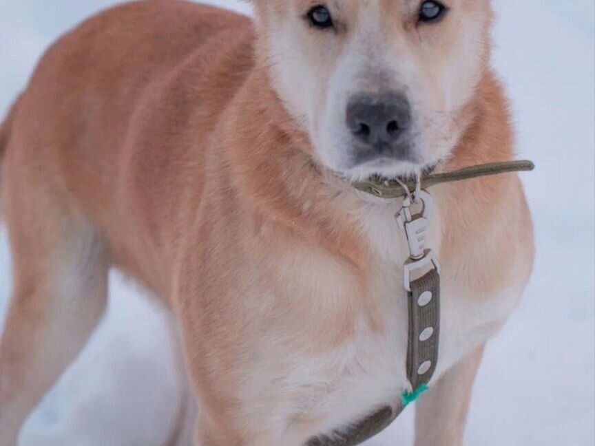 Всеобщий любимец Персик