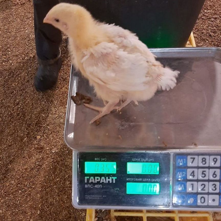 Цыплята суточные бройлеры кобб-500