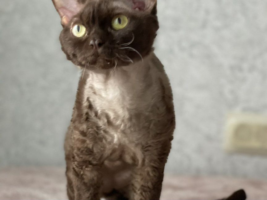 Девон-рекс в дар