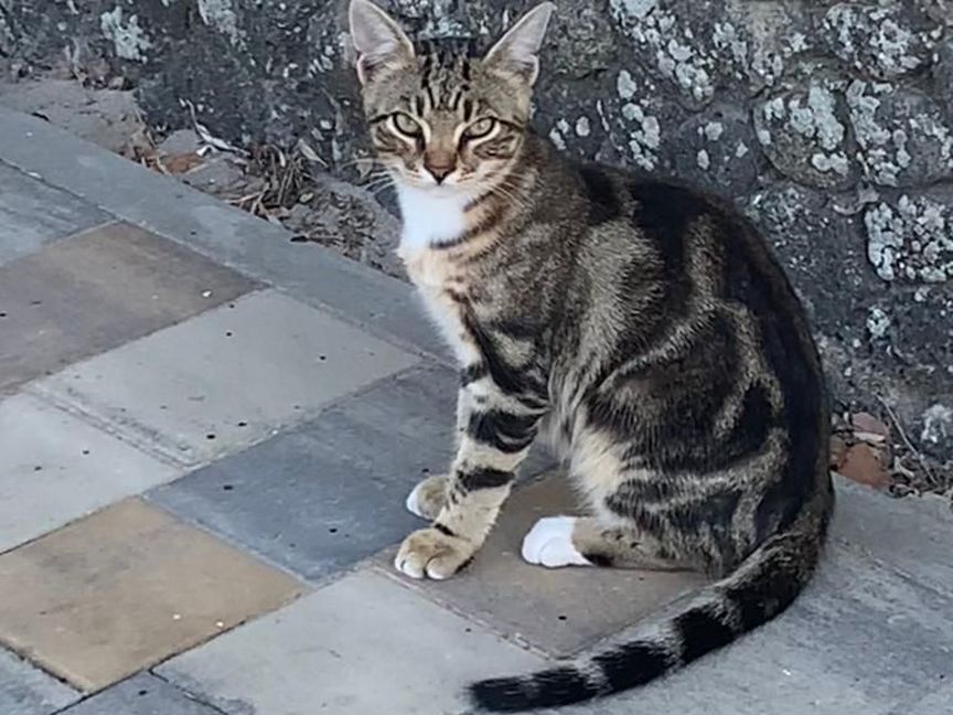 Котята в добрые руки мальчики