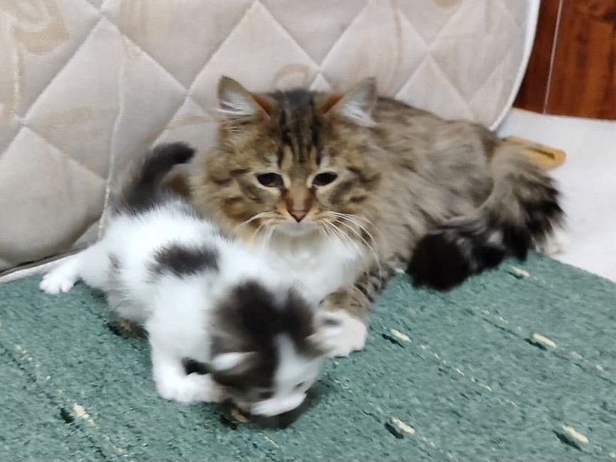 Спасите кошечку и котёнка от живодёра