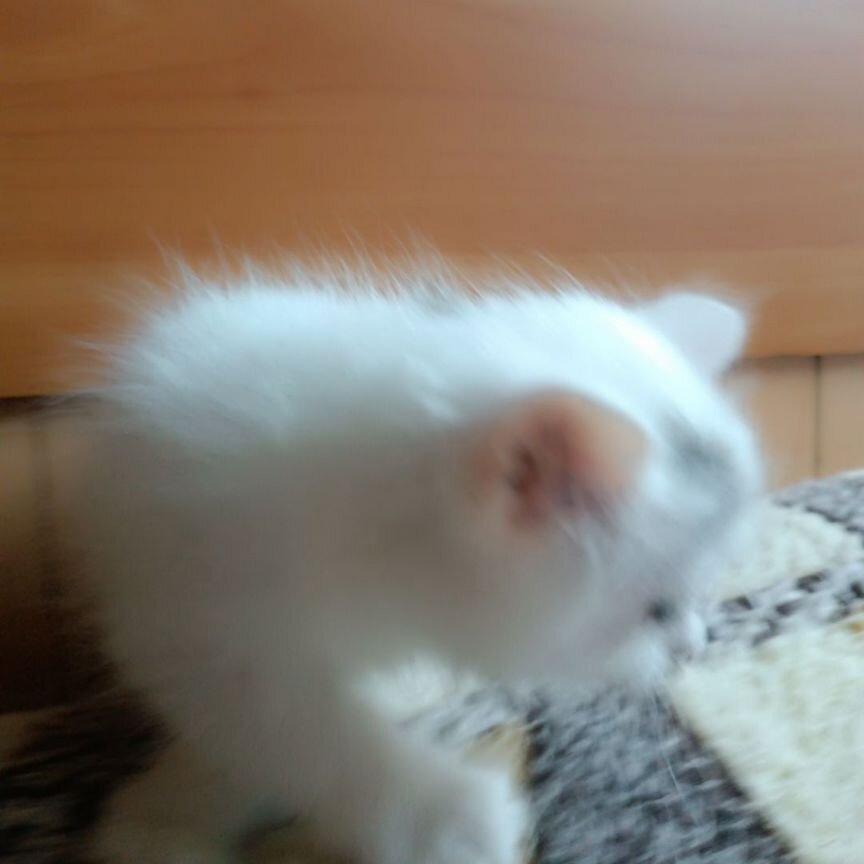 Мальчик, родился 8 марта, ходит в лоток