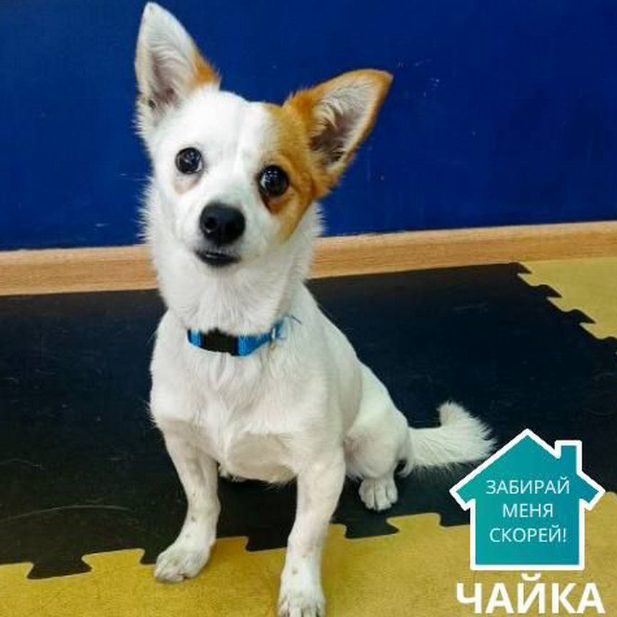 Взрослая собака из приюта