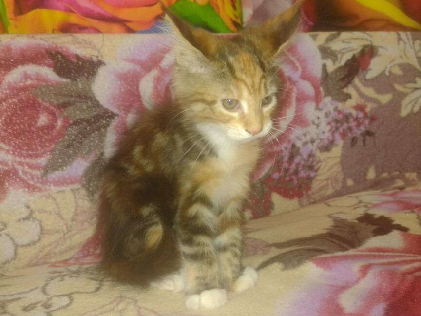 Котята мейн-кун