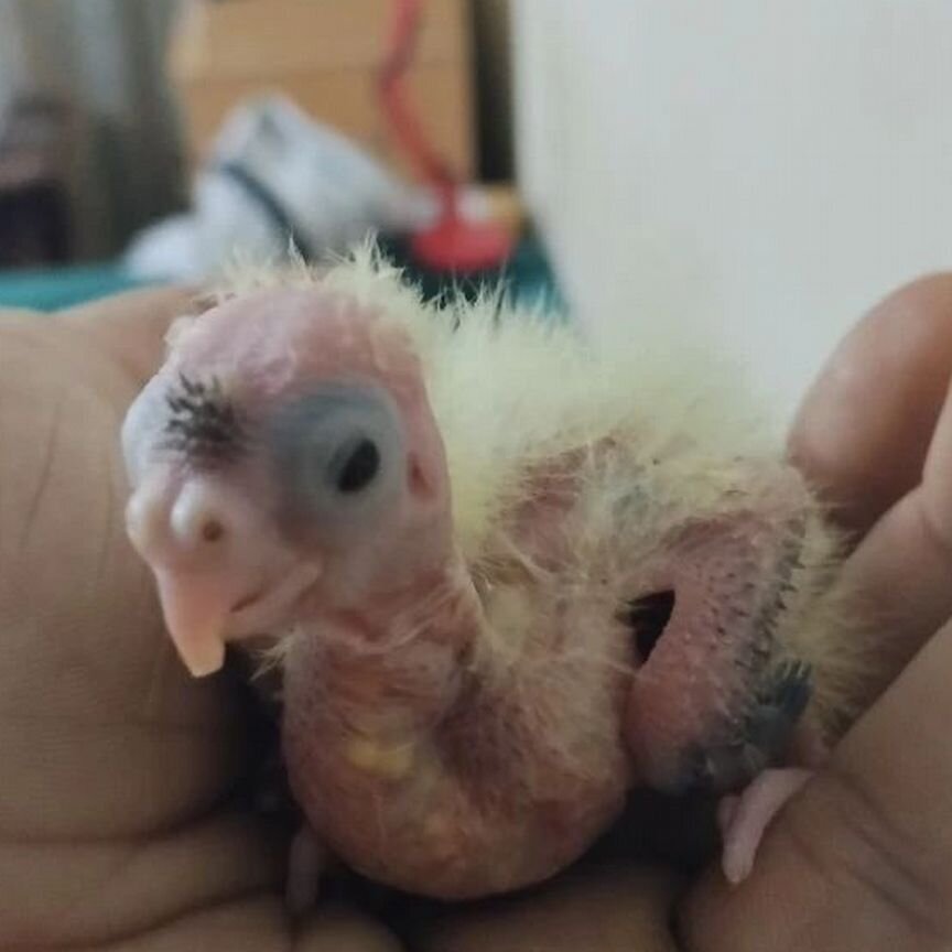 Попугай корелла птенец ручной