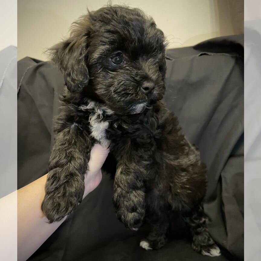 Мальтипу, щенок