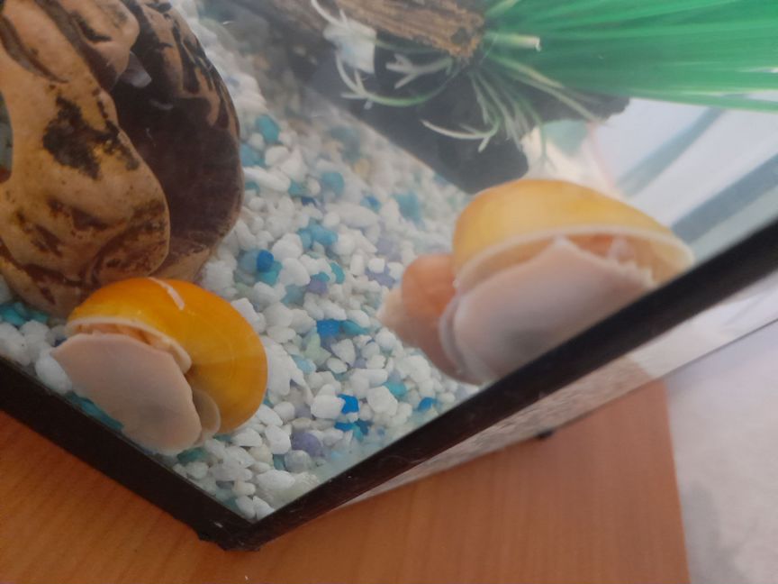 Улитки ампулярии