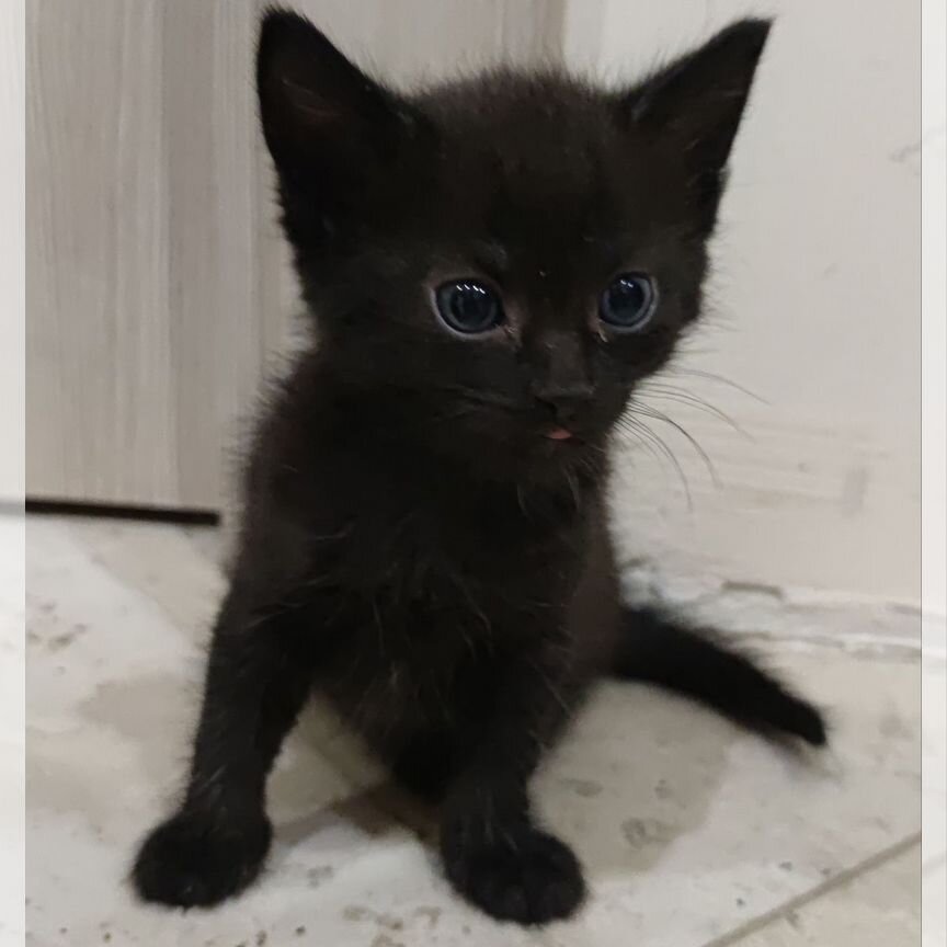 Котята в добрые руки бесплатно