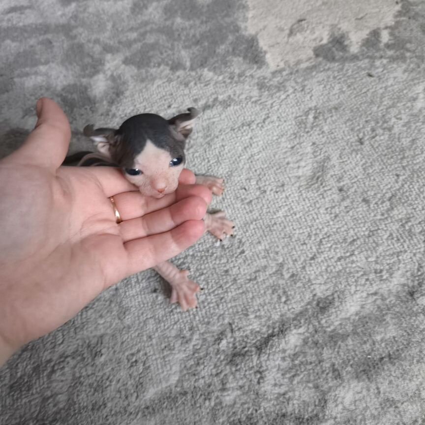 Продаю котят канадский сфинкс