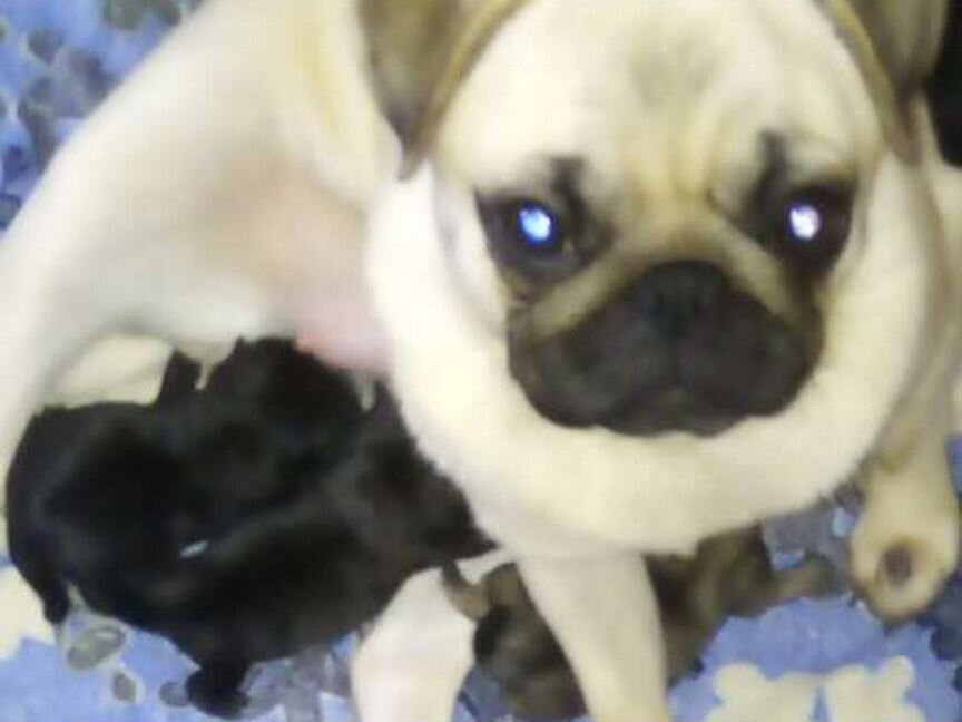 Щенки мопса