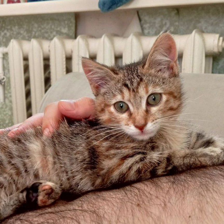Кошечка в добрые руки