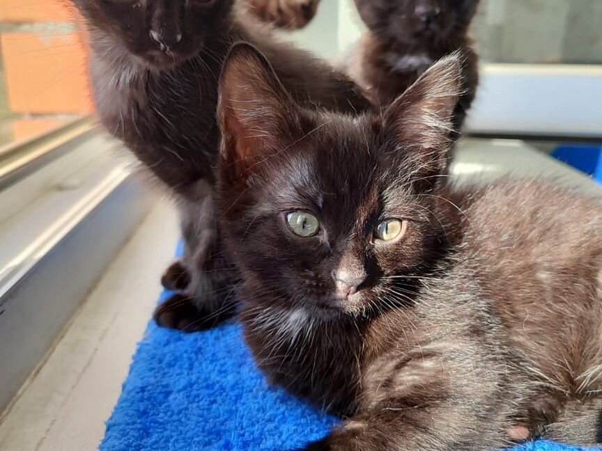 Котята в добрые руки