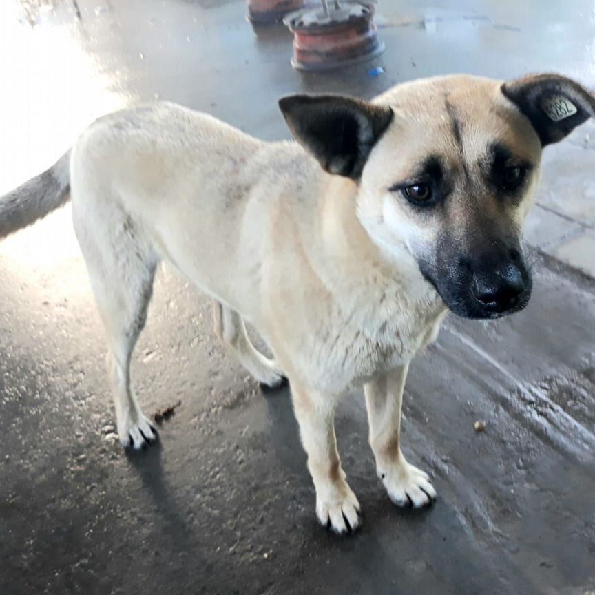 Пёс мальчик 1 год