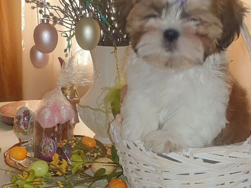 Счастье в дом