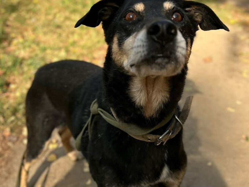 Собака Клайд из приюта Некрасовка