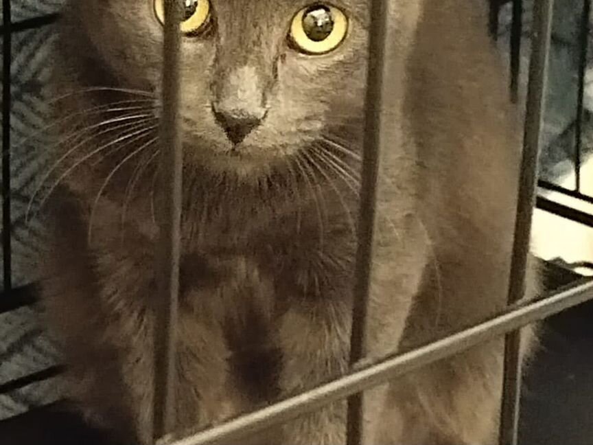 Русская голубая