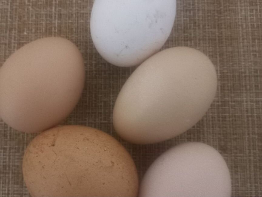 Продам яйцо куриное домашнее