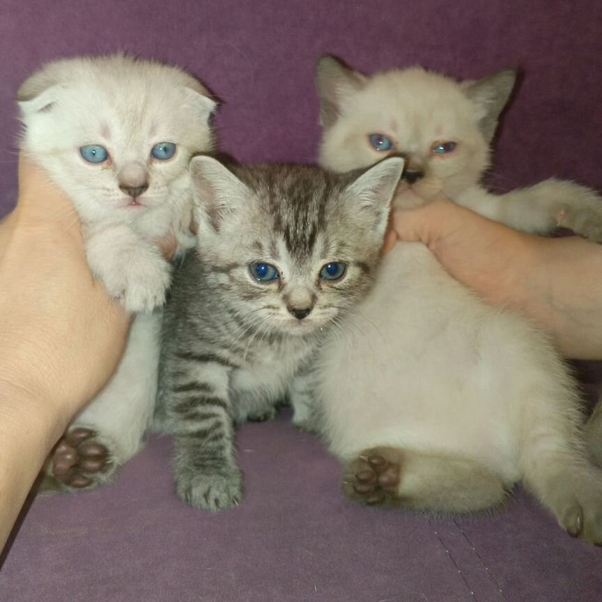 Шотландские вислоухие котята