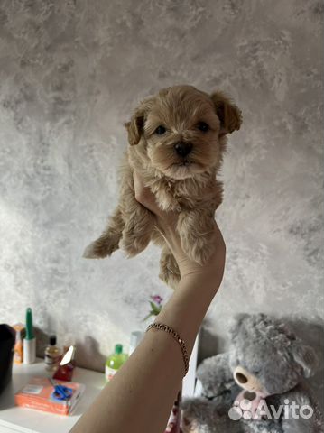 Мальтипу ф1 мини мультяшка мальчик