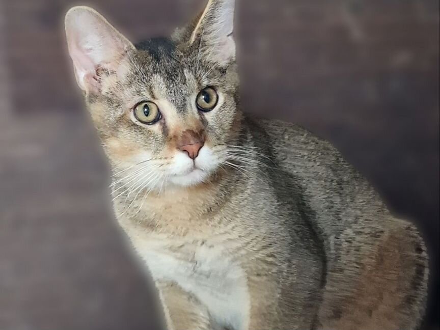 Котята чаузи ф1
