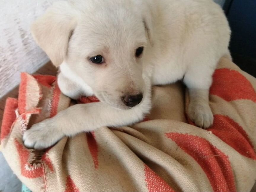 Щенок в добрые руки