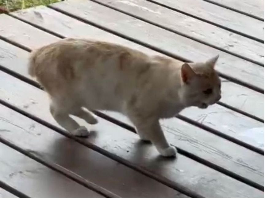 Котик Боб тэил