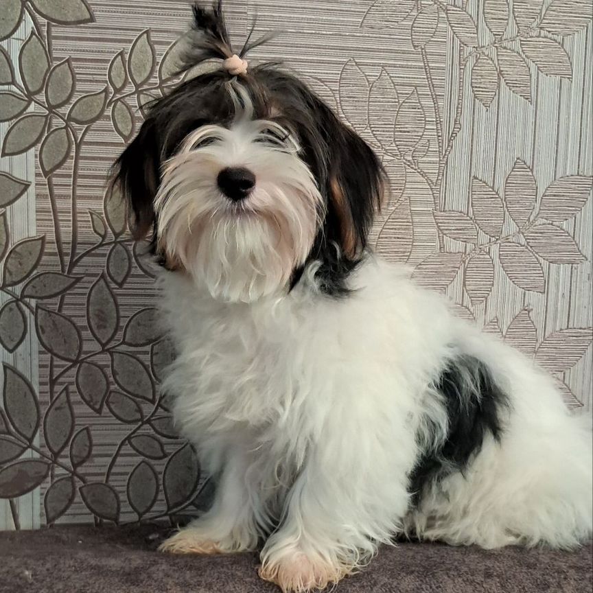 Бивер-йоркширский терьер, щенок