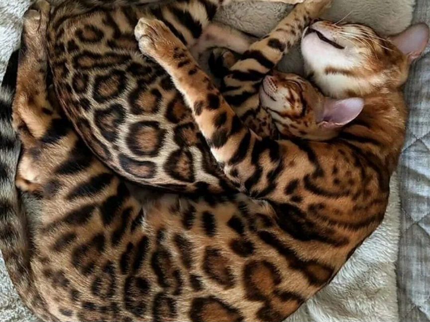 Бенгальская пара