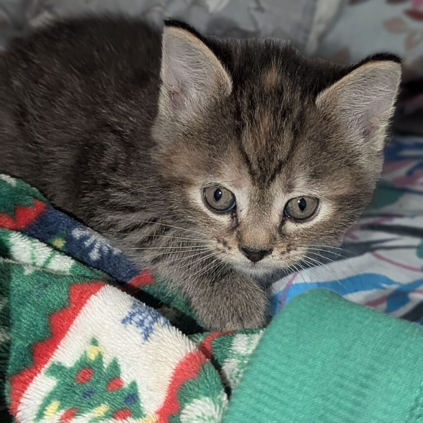 Британский короткошёрстный котёнок